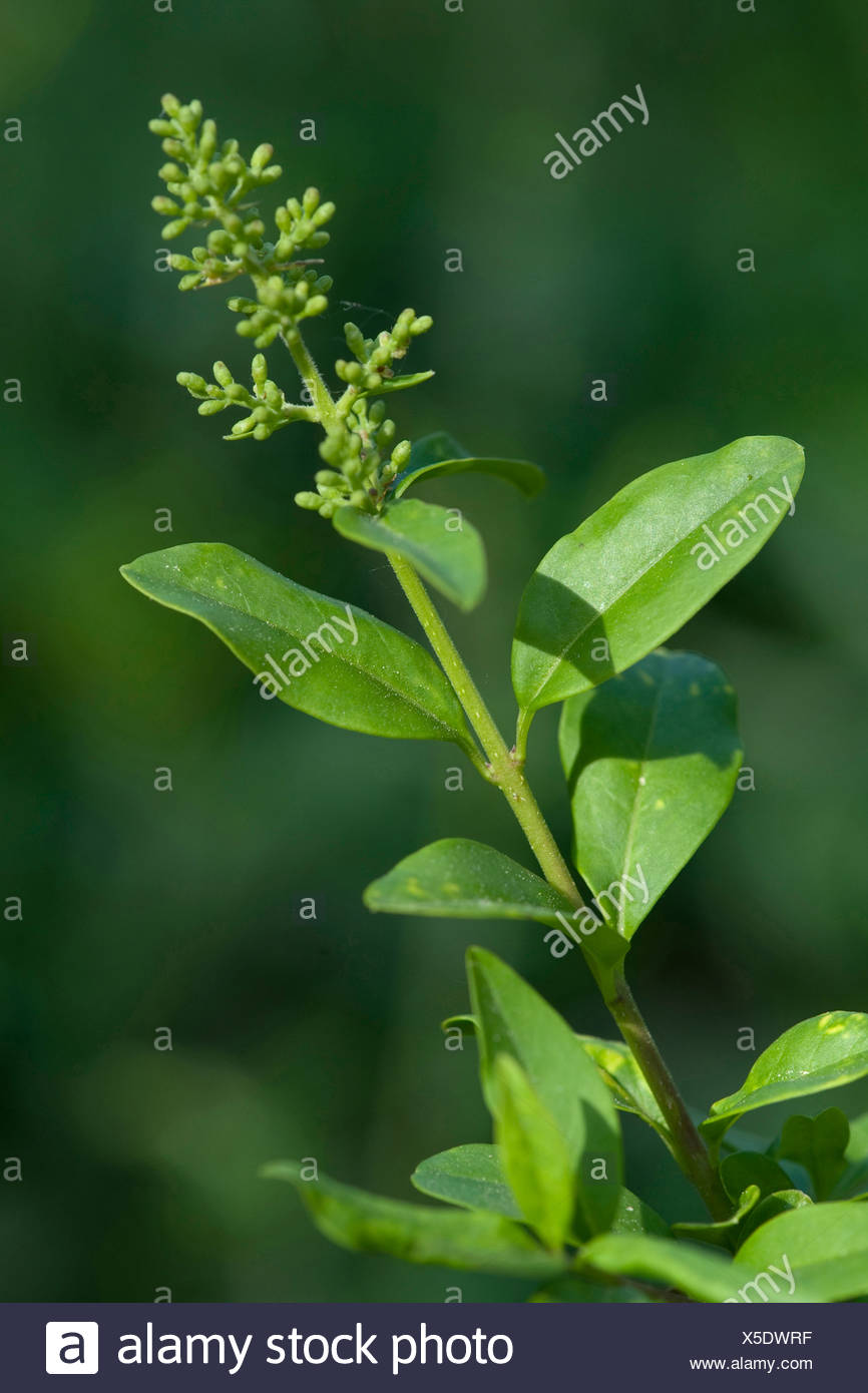 Golden Privets High Resolution Stock Photography and Images - Alamy