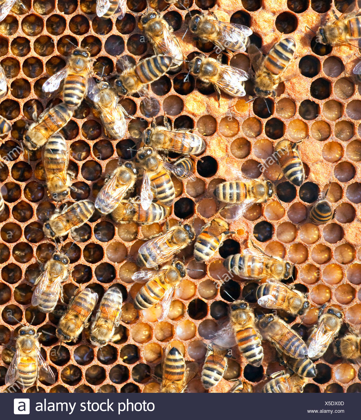 Killer Bees Stock Photos & Killer Bees Stock Images - Alamy