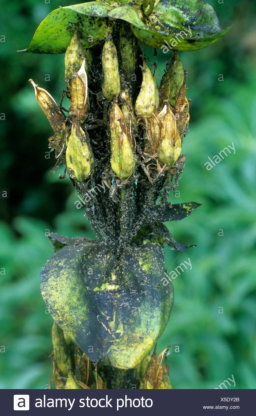 Aphid Damage High Resolution Stock Photography and Images - Alamy