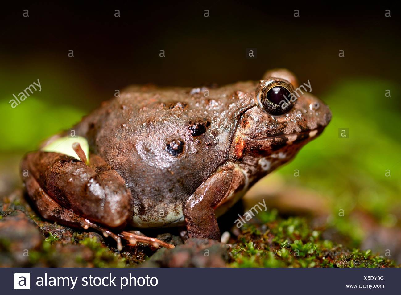Indian Frog High Resolution Stock Photography and Images - Alamy