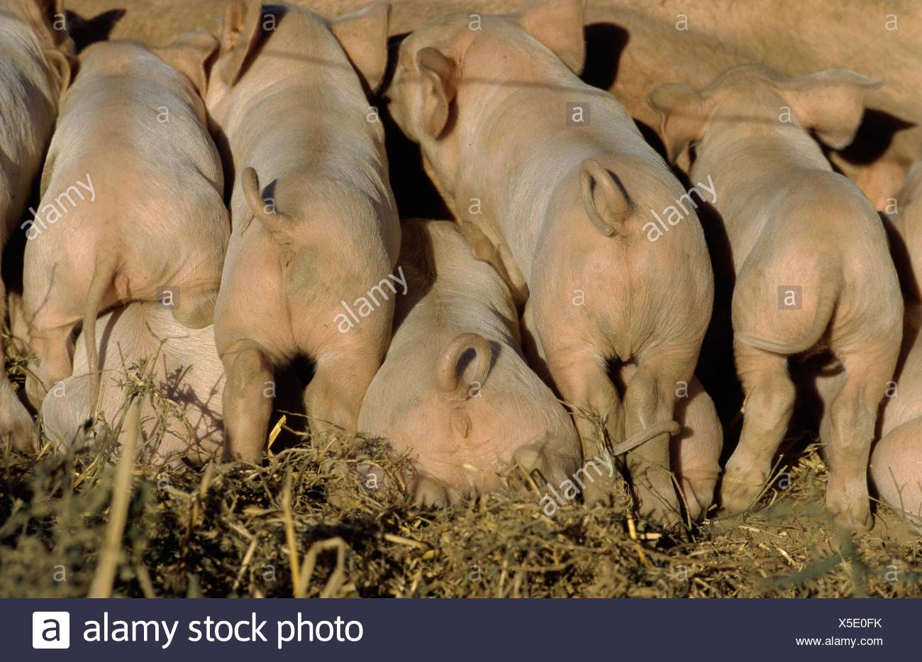 Runts High Resolution Stock Photography and Images - Alamy