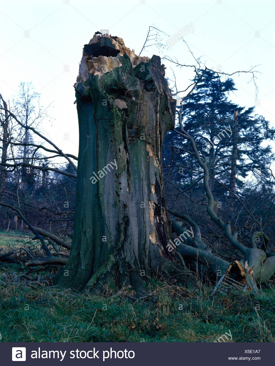 Tree Struck By Lightning High Resolution Stock Photography and Images ...