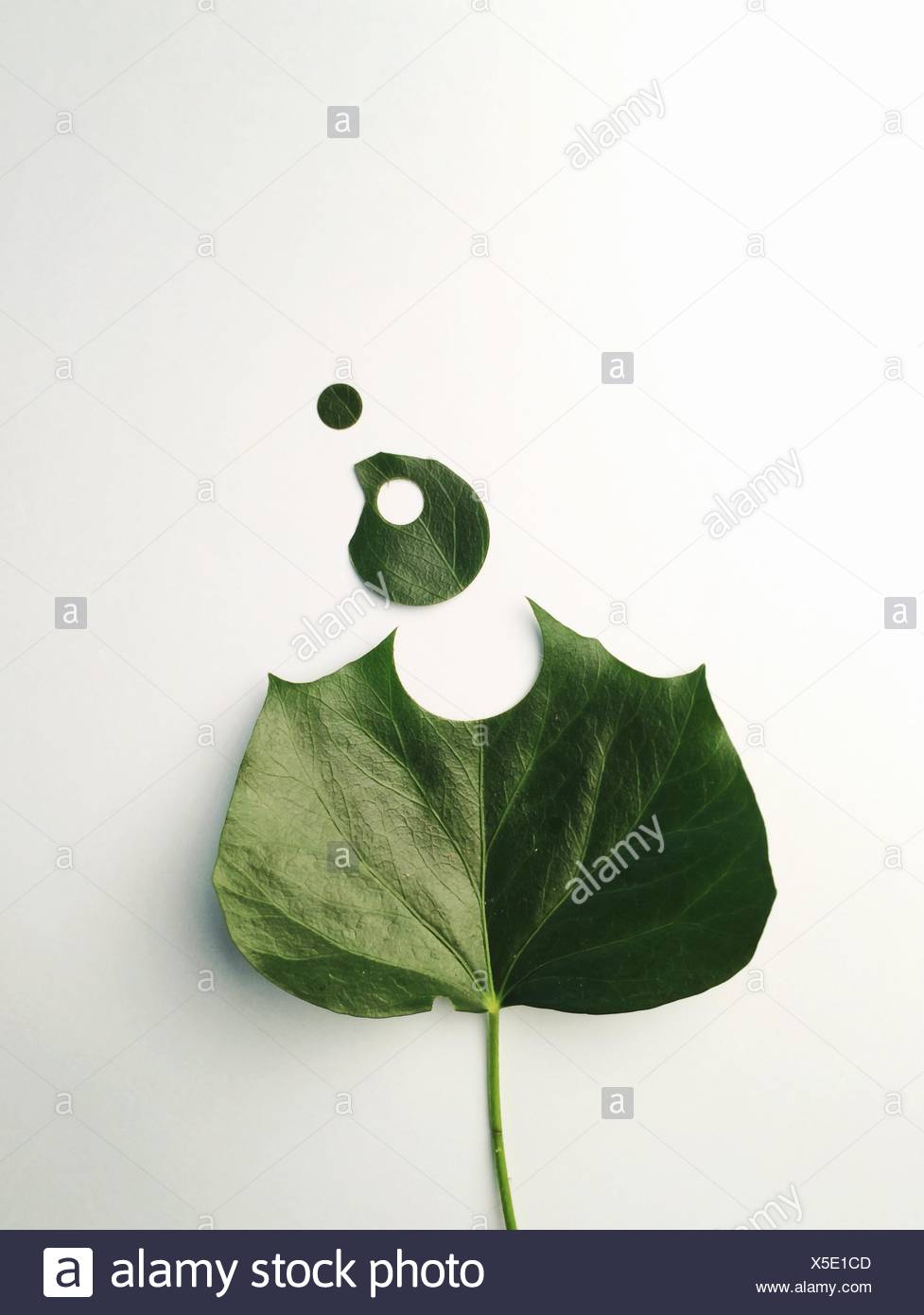 High Leaf High Resolution Stock Photography and Images - Alamy