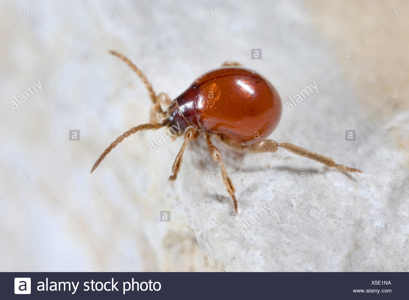 Death Watch Beetles High Resolution Stock Photography and Images - Alamy