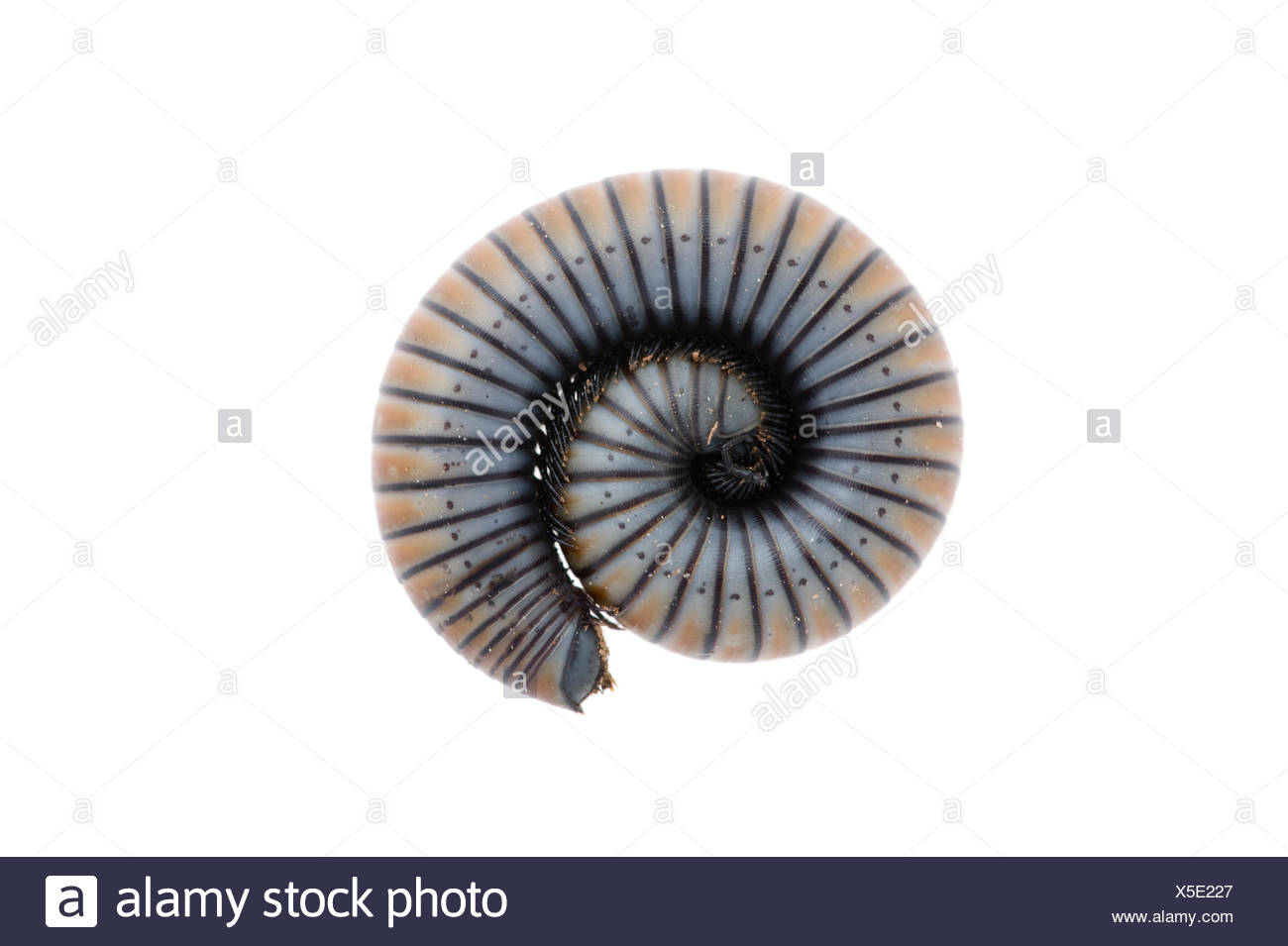 Julus High Resolution Stock Photography and Images - Alamy