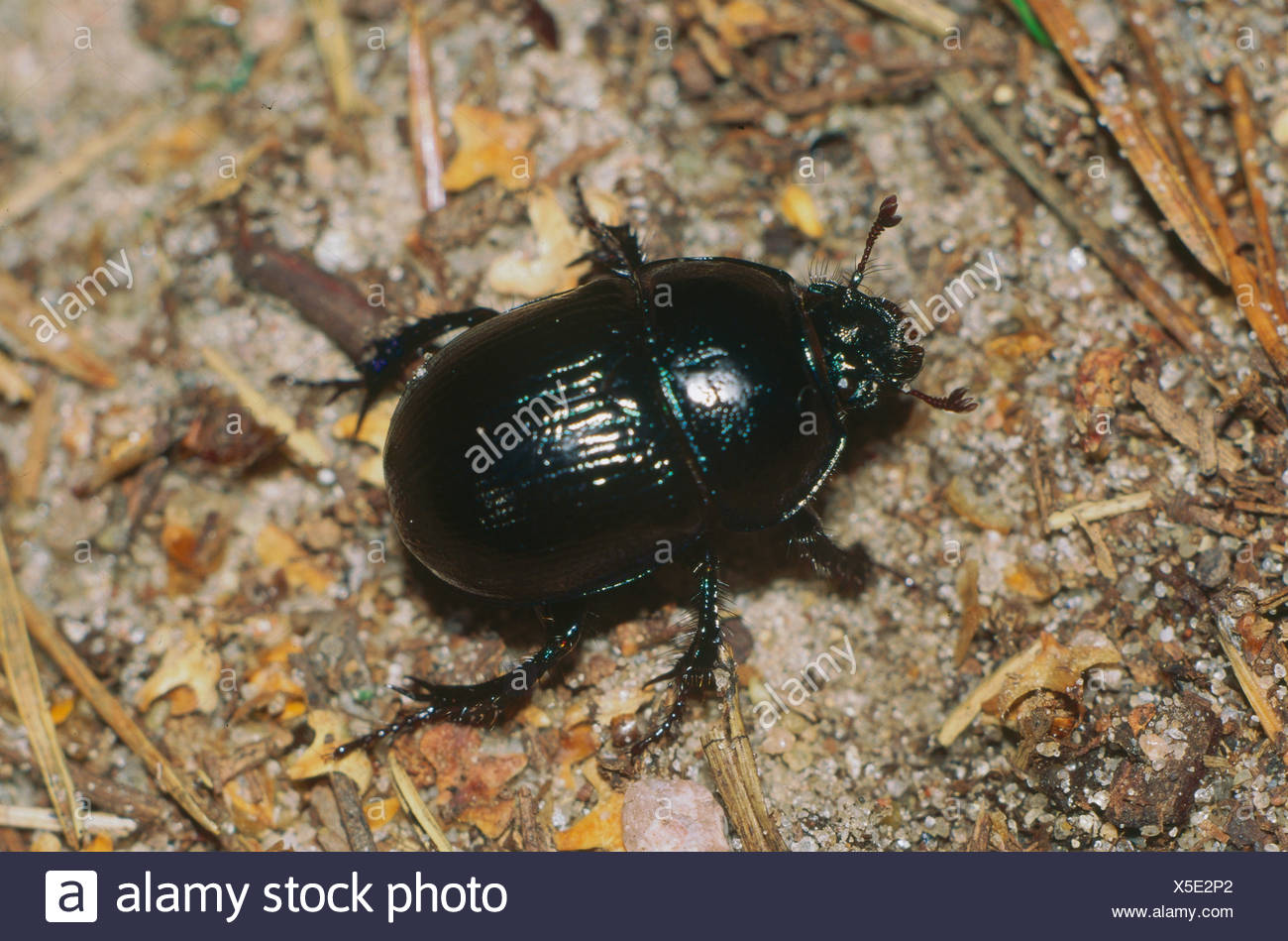 Earth Boring Dung Beetles Stock Photos & Earth Boring Dung Beetles ...