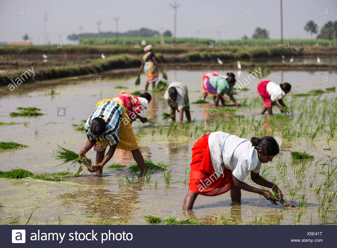 Cultivation Of Rice High Resolution Stock Photography and Images - Alamy