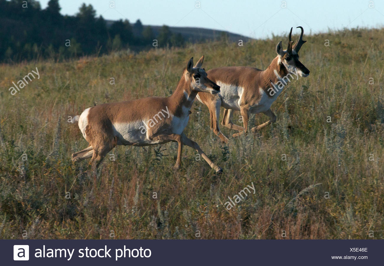 Pronghorn Antelope High Resolution Stock Photography and Images - Alamy