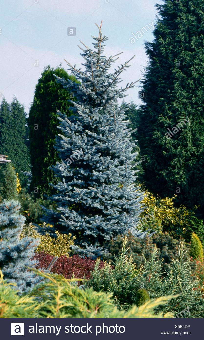 Picea Pungens Stock Photos & Picea Pungens Stock Images - Alamy