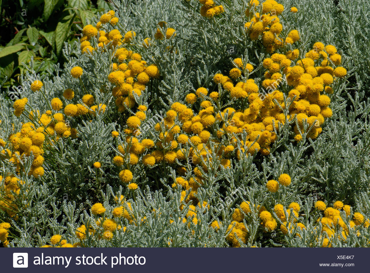 Santolina Shrub High Resolution Stock Photography and Images - Alamy