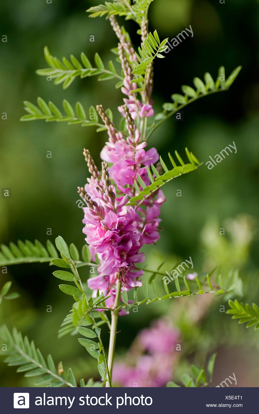 Indigofera Tinctoria High Resolution Stock Photography and Images - Alamy