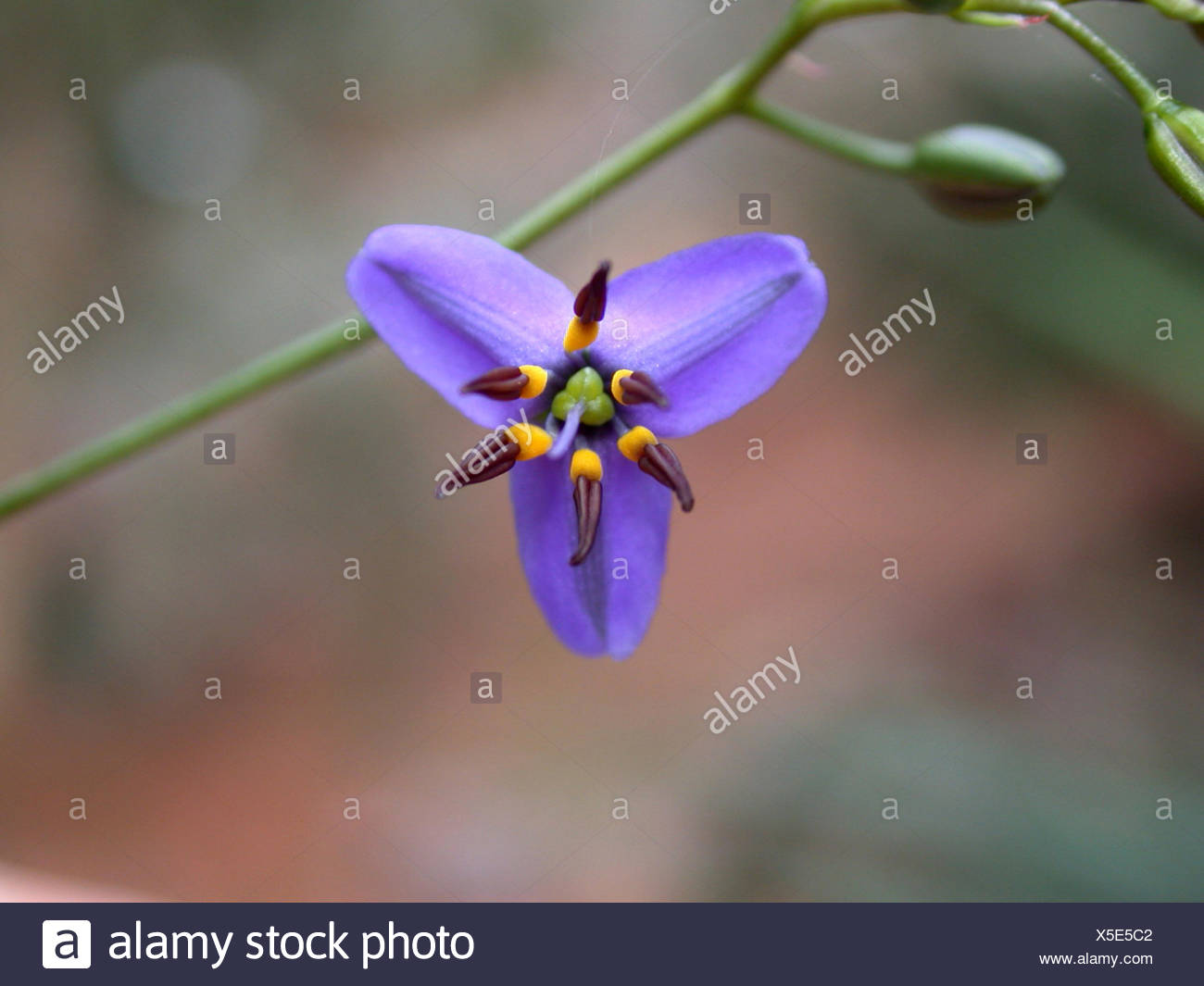 Dianella Flower High Resolution Stock Photography and Images - Alamy