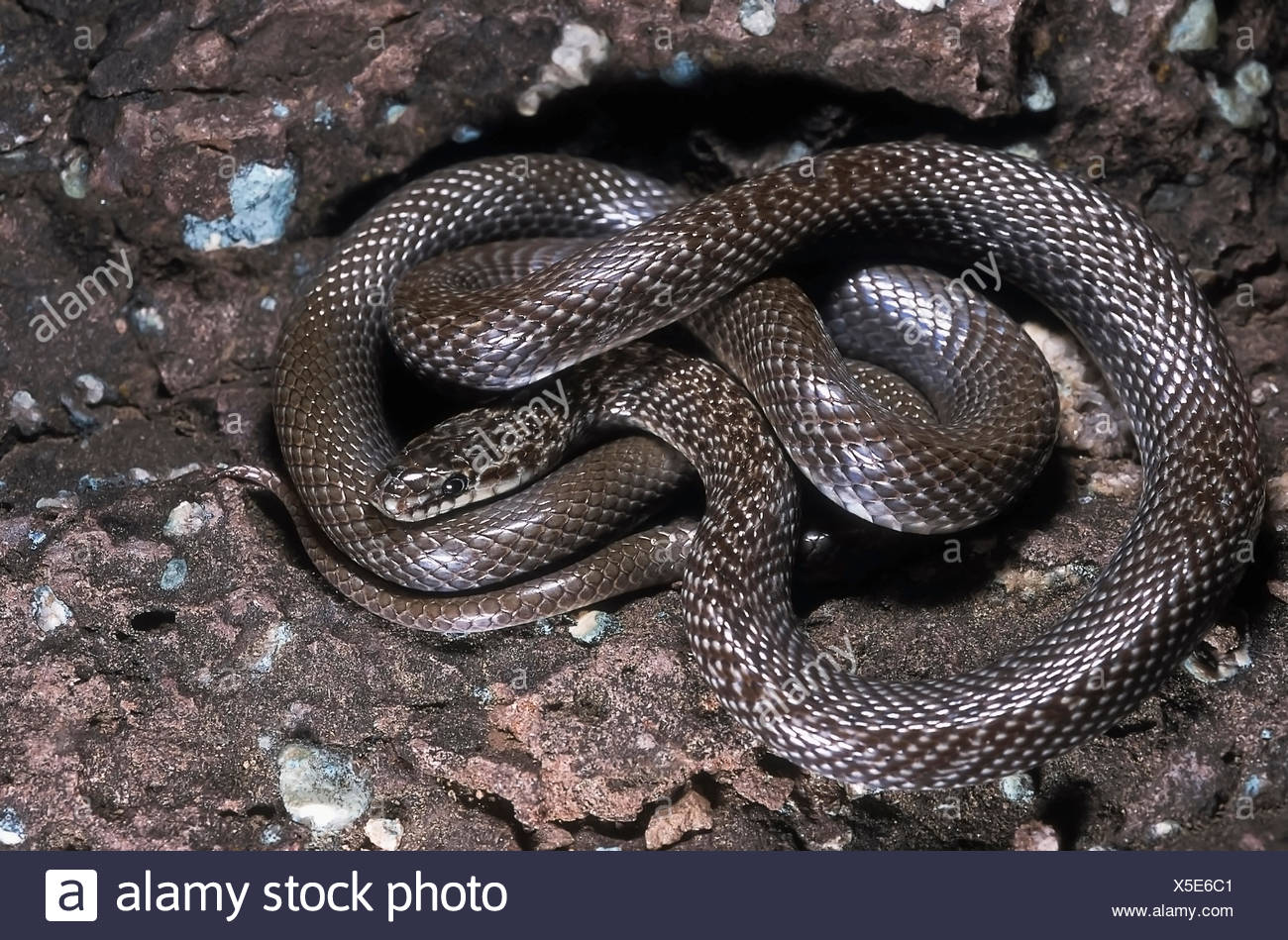 India Wilds High Resolution Stock Photography and Images - Alamy