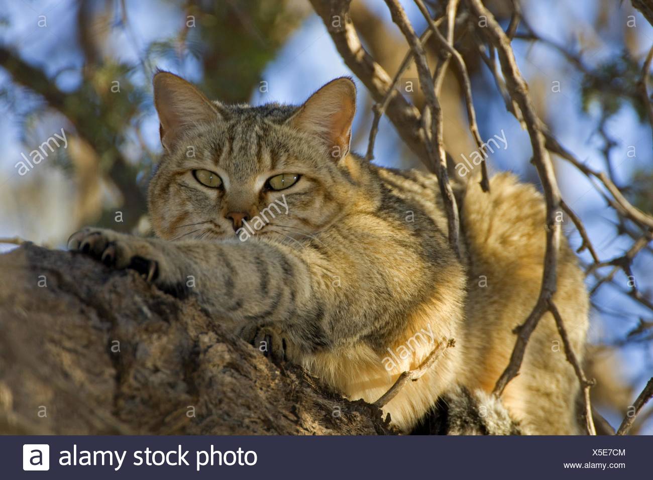 Afrikanische High Resolution Stock Photography and Images - Alamy