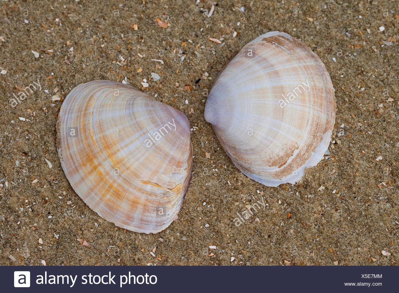 Rayed Trough Shells High Resolution Stock Photography and Images - Alamy