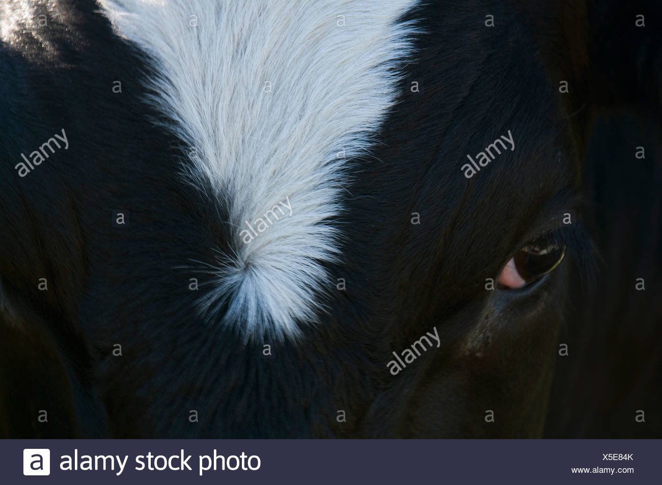 Cows Head Stock Photos & Cows Head Stock Images - Alamy