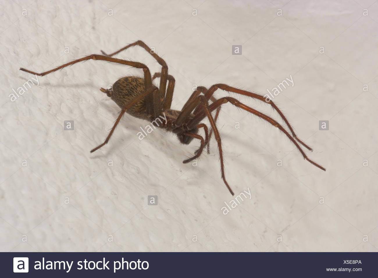 Tegenaria Domestica Spider High Resolution Stock Photography and Images ...