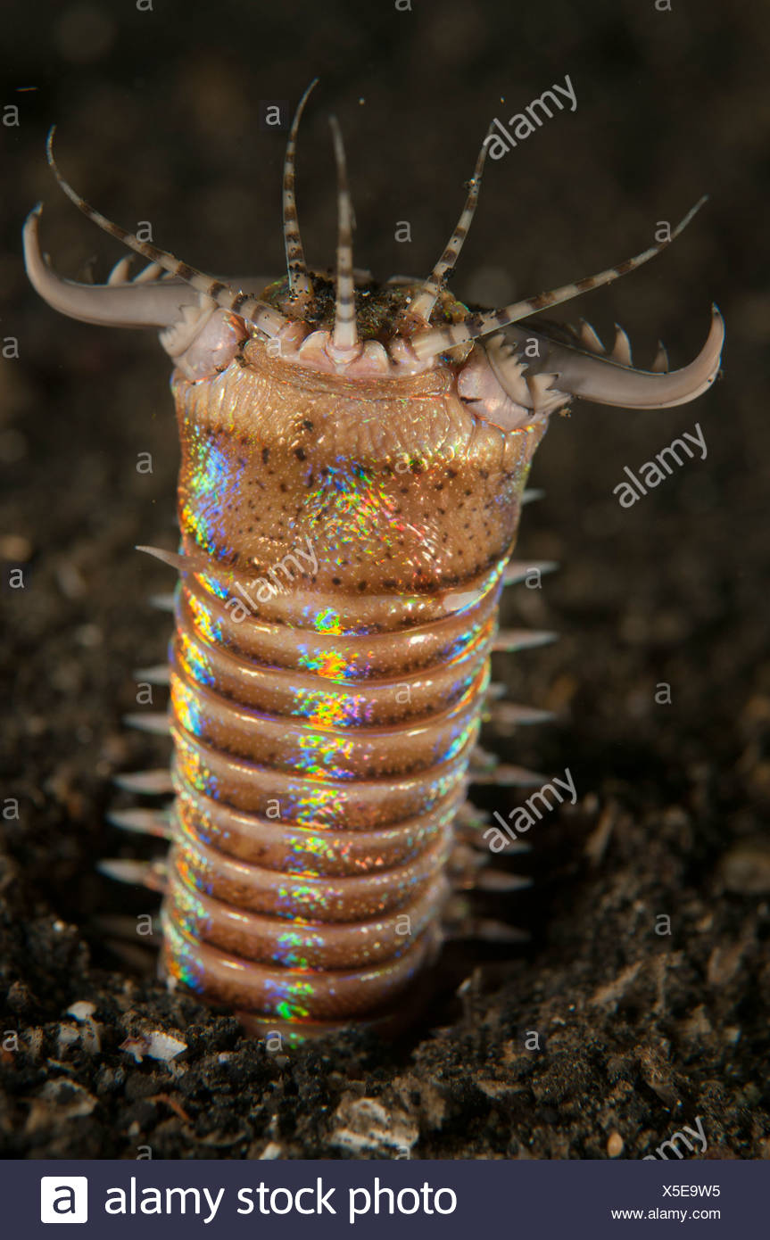 Bobbit Worms Stock Photos & Bobbit Worms Stock Images - Alamy