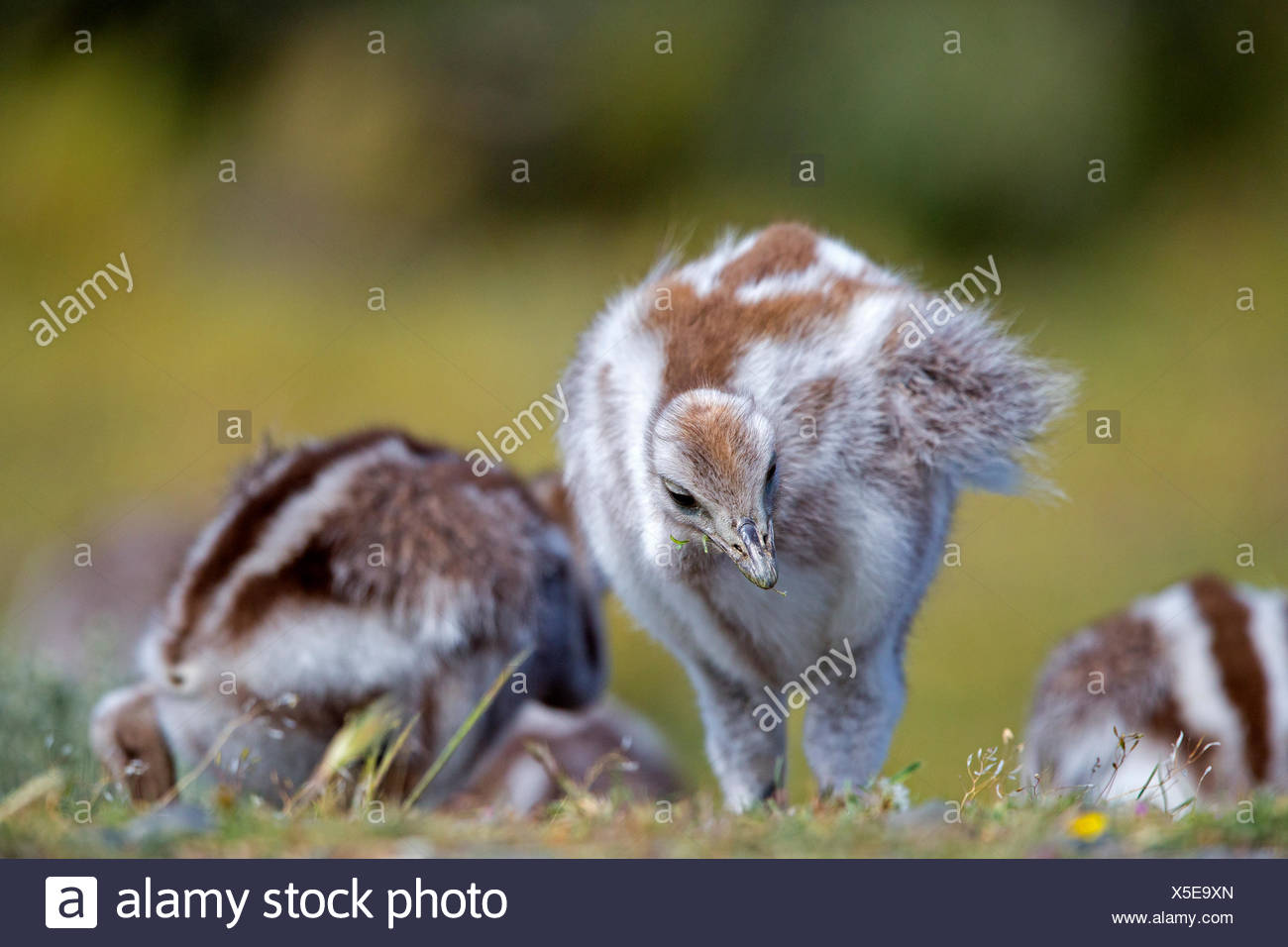 Greater Rhea Stock Photos & Greater Rhea Stock Images - Alamy