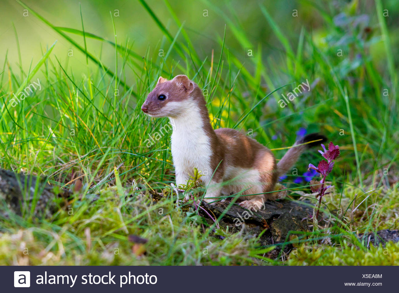 Dead Weasel High Resolution Stock Photography and Images - Alamy