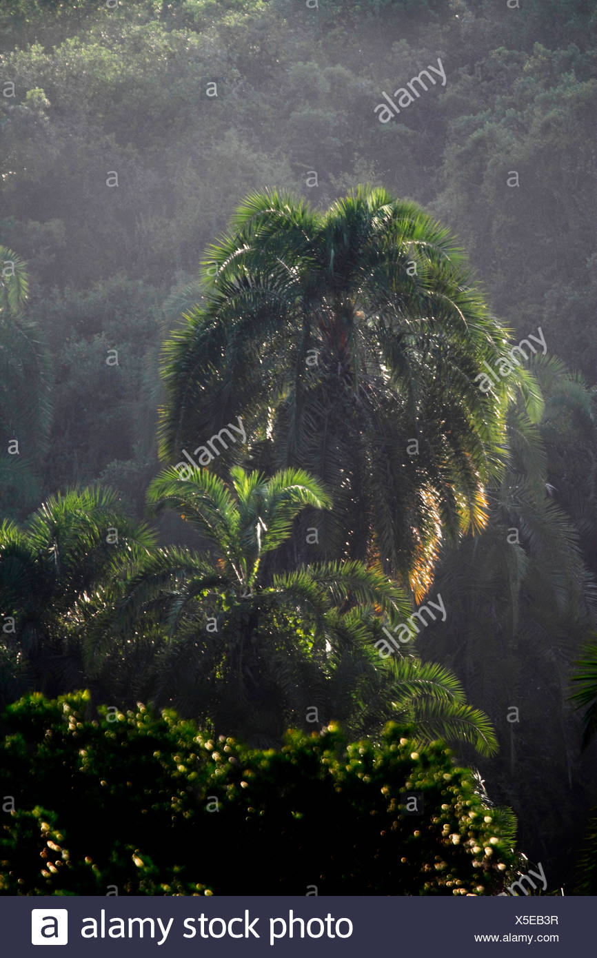 African Oil Palm Tree Stock Photos & African Oil Palm Tree Stock Images ...