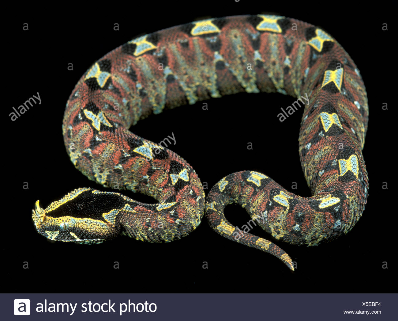 Nasicornis Stock Photos & Nasicornis Stock Images - Alamy