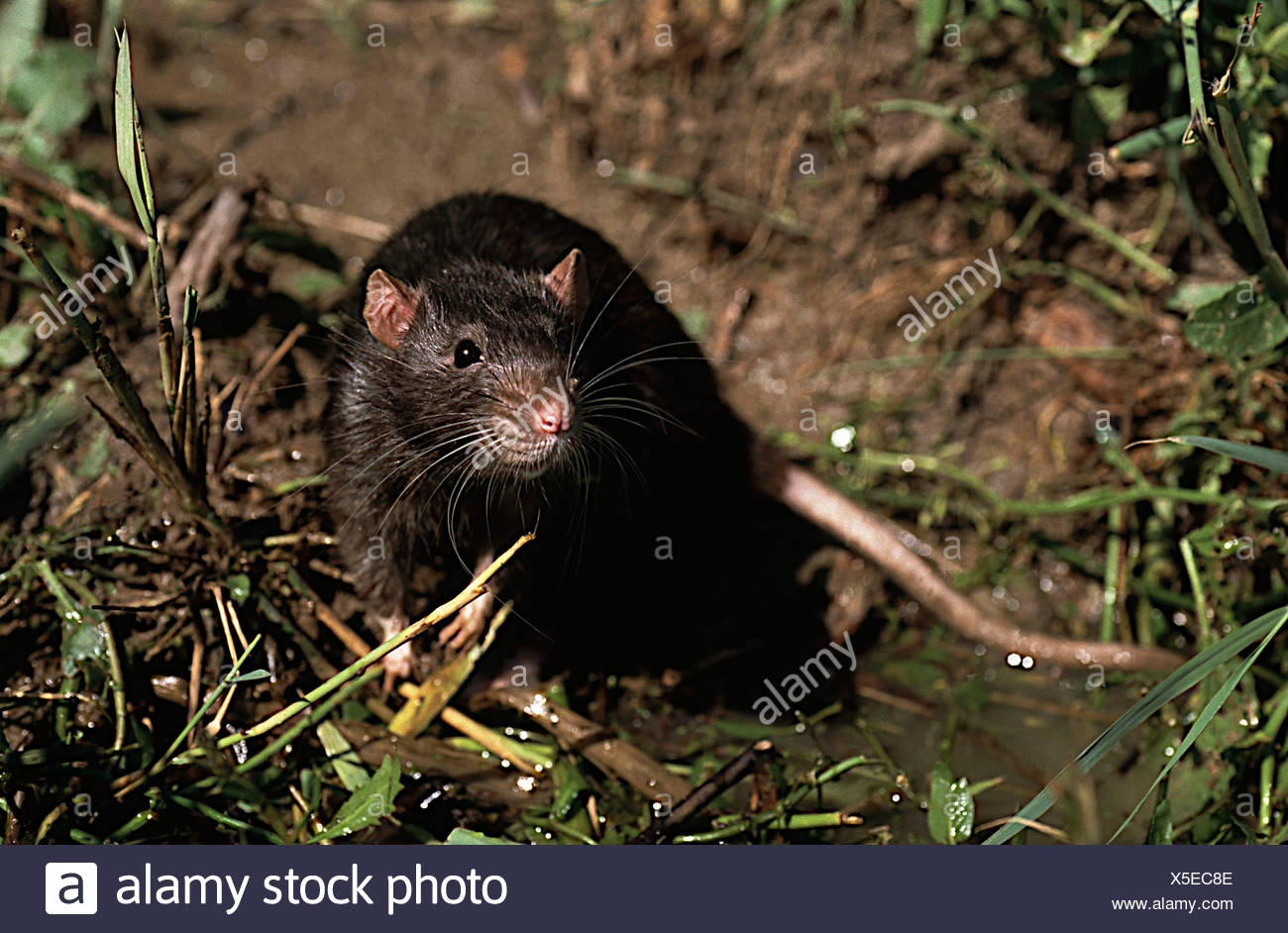 Wharf Rat Rattus Norvegicus Stock Photos & Wharf Rat Rattus Norvegicus ...