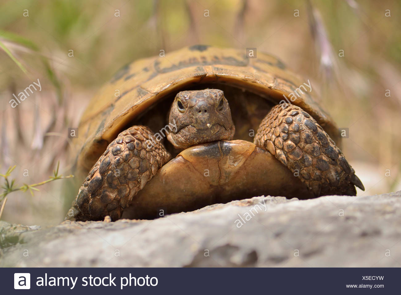 Testudo Ibera High Resolution Stock Photography and Images - Alamy