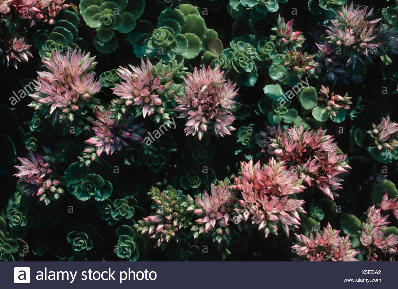 Stonecrop Gardens High Resolution Stock Photography and Images - Alamy