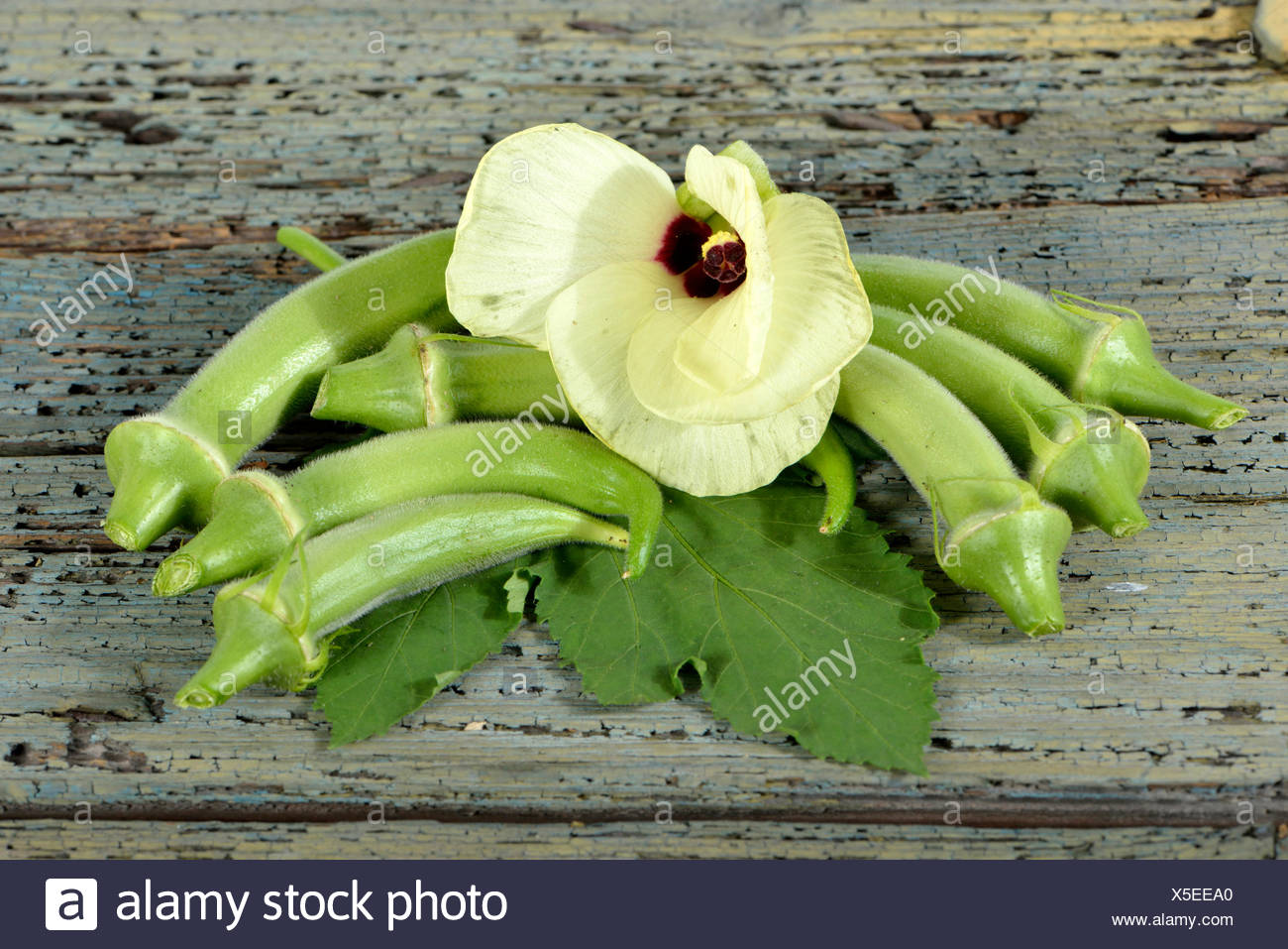 Bhindi Plant Stock Photos & Bhindi Plant Stock Images - Alamy