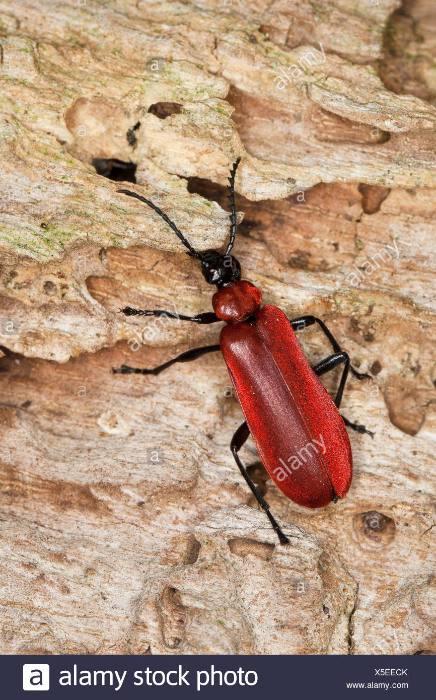 Scarlet Fire Beetle Stock Photos & Scarlet Fire Beetle Stock Images - Alamy
