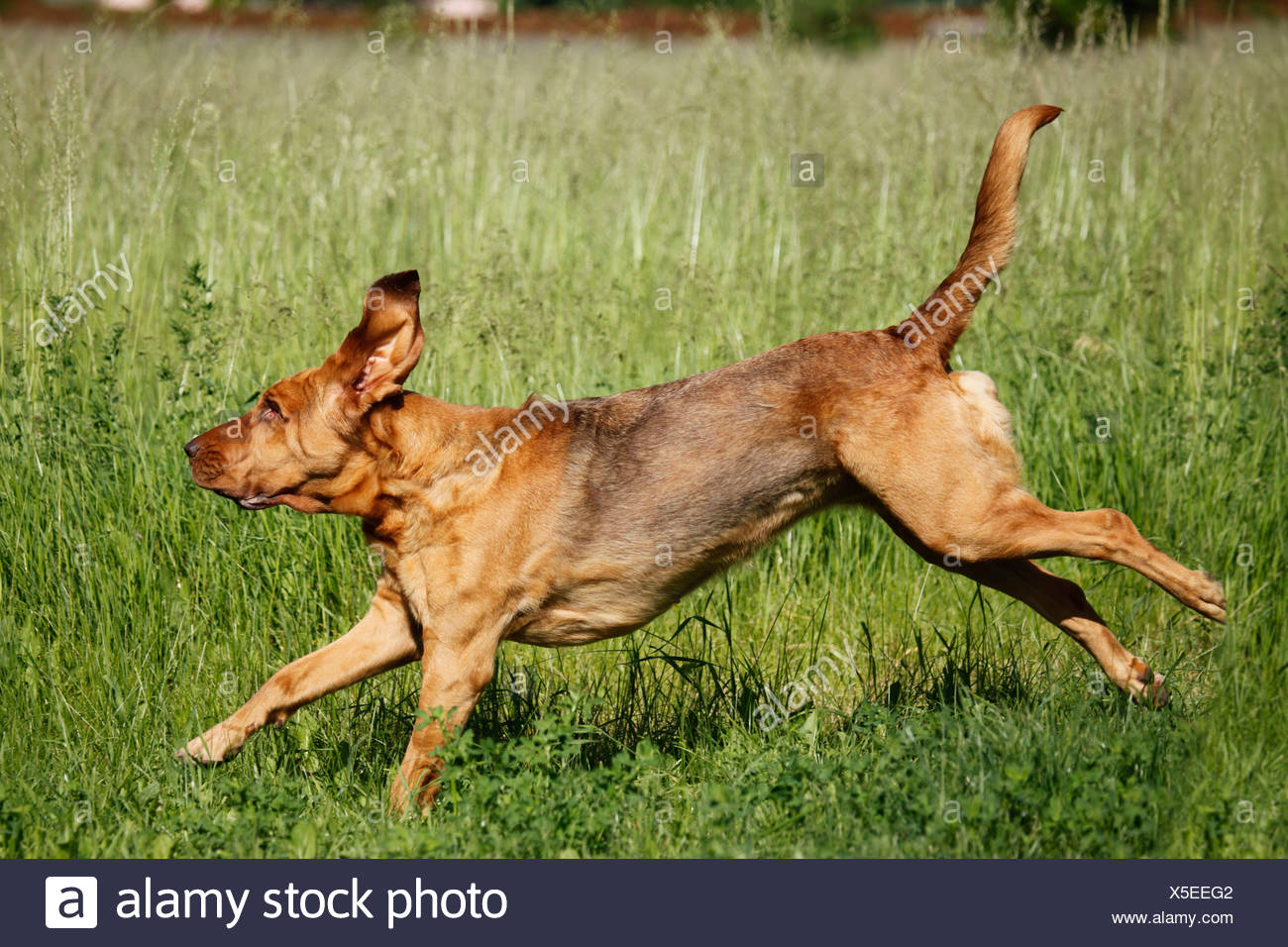 Bloodhounds Running High Resolution Stock Photography and Images - Alamy