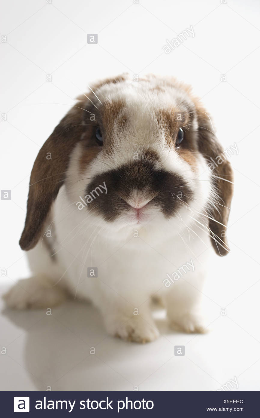 Lop Eared Rabbit High Resolution Stock Photography and Images - Alamy