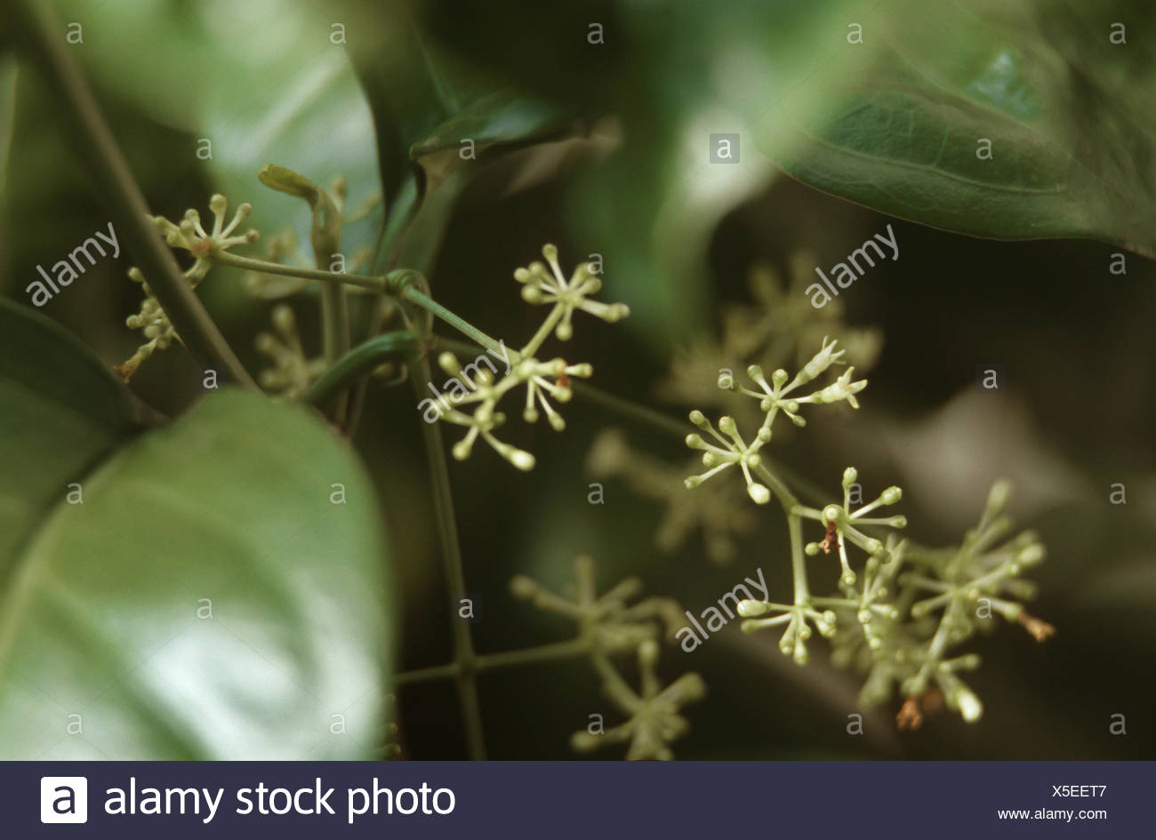 Strychnos Spinosa High Resolution Stock Photography and Images - Alamy