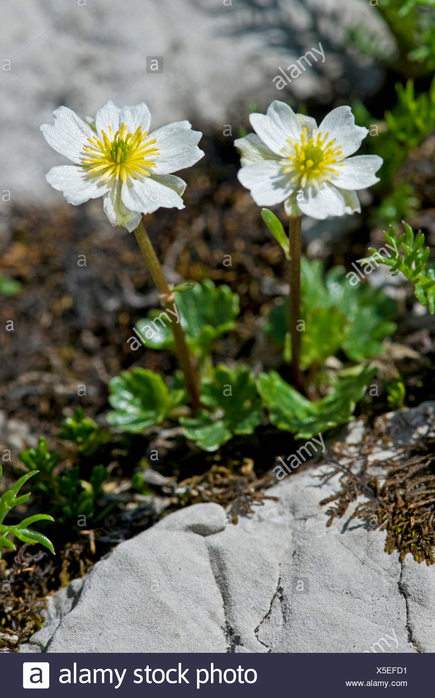 Alpine Buttercup Ranunculus Alpestris Stock Photos & Alpine Buttercup ...