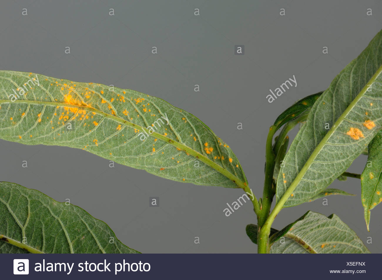 Fungus On Willow High Resolution Stock Photography and Images - Alamy