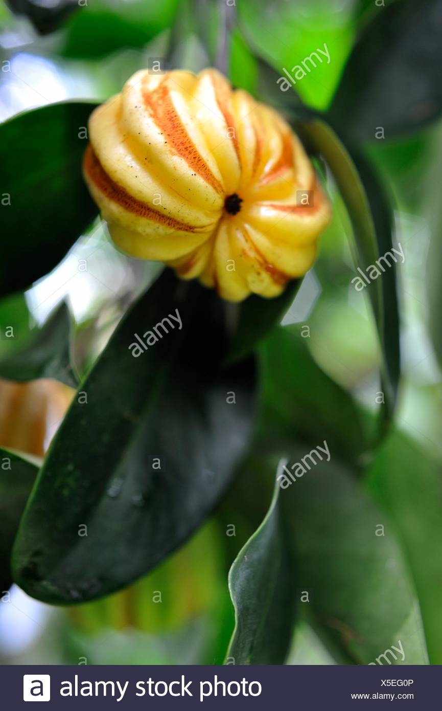 Malabar Tamarind Stock Photos & Malabar Tamarind Stock Images - Alamy