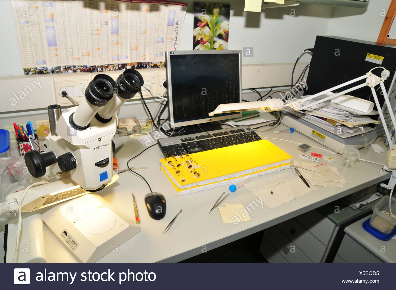 Insect Microscope High Resolution Stock Photography and Images - Alamy