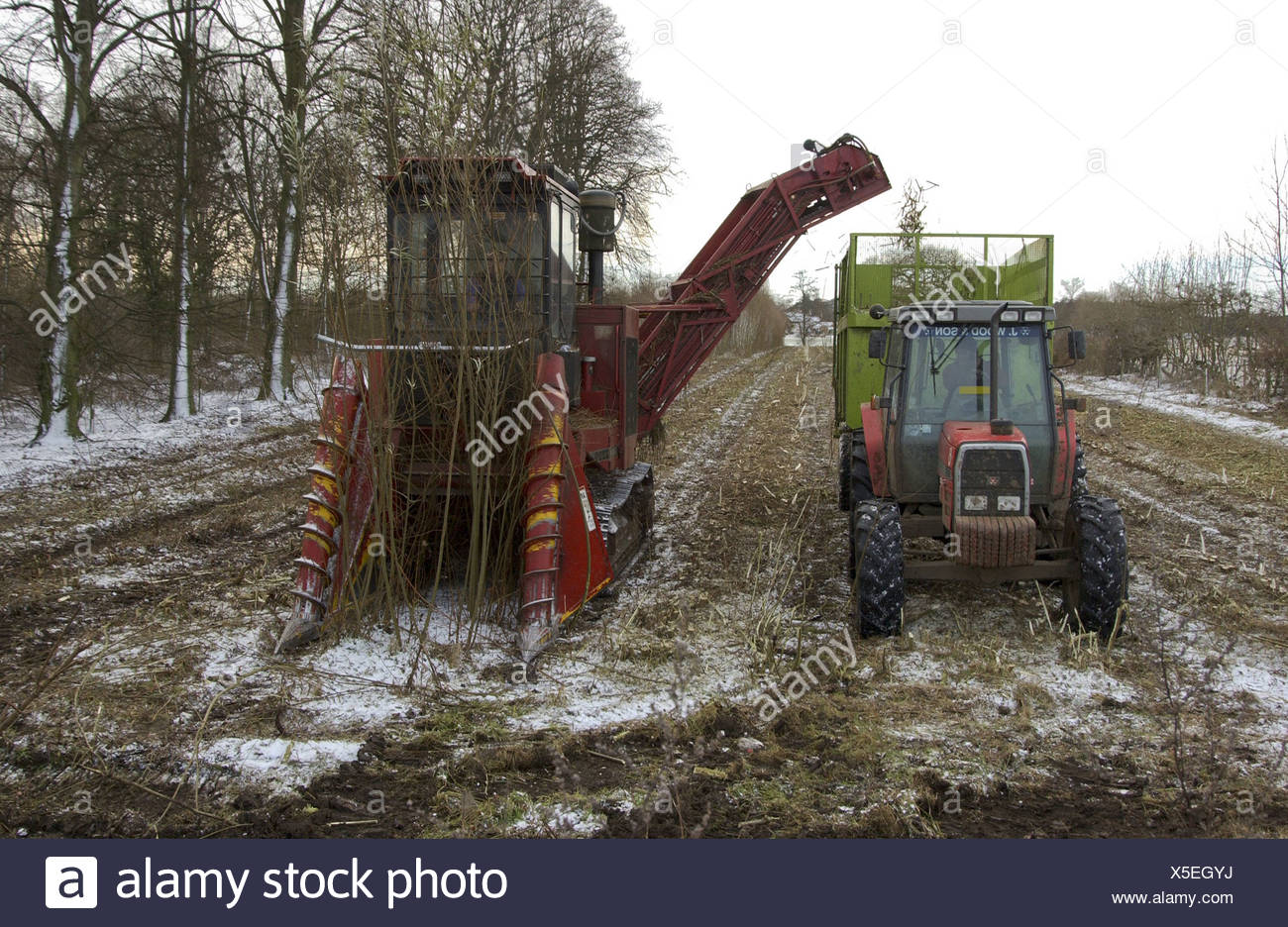 Short Rotation Coppice High Resolution Stock Photography and Images - Alamy