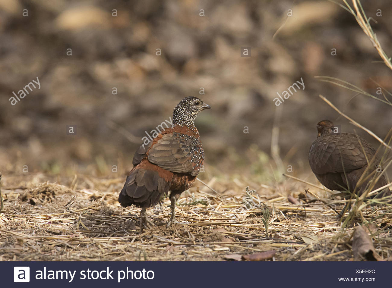 Dotted Bird High Resolution Stock Photography and Images - Alamy