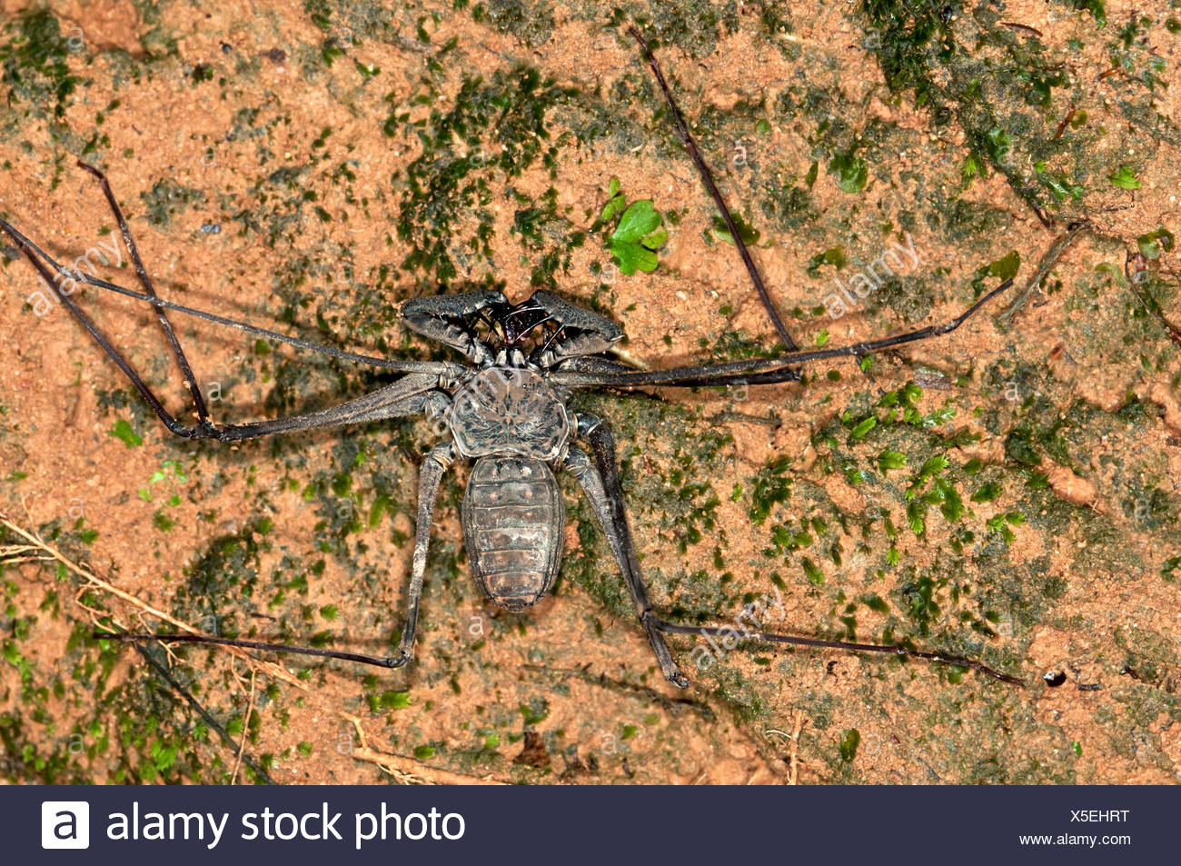 Whip Spiders High Resolution Stock Photography and Images - Alamy