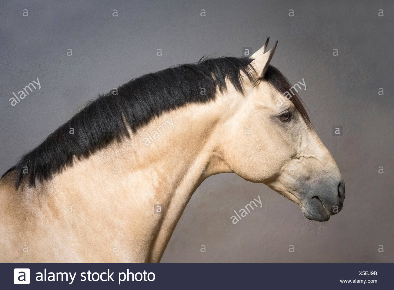 Lusitano Horse Stallion High Resolution Stock Photography and Images ...