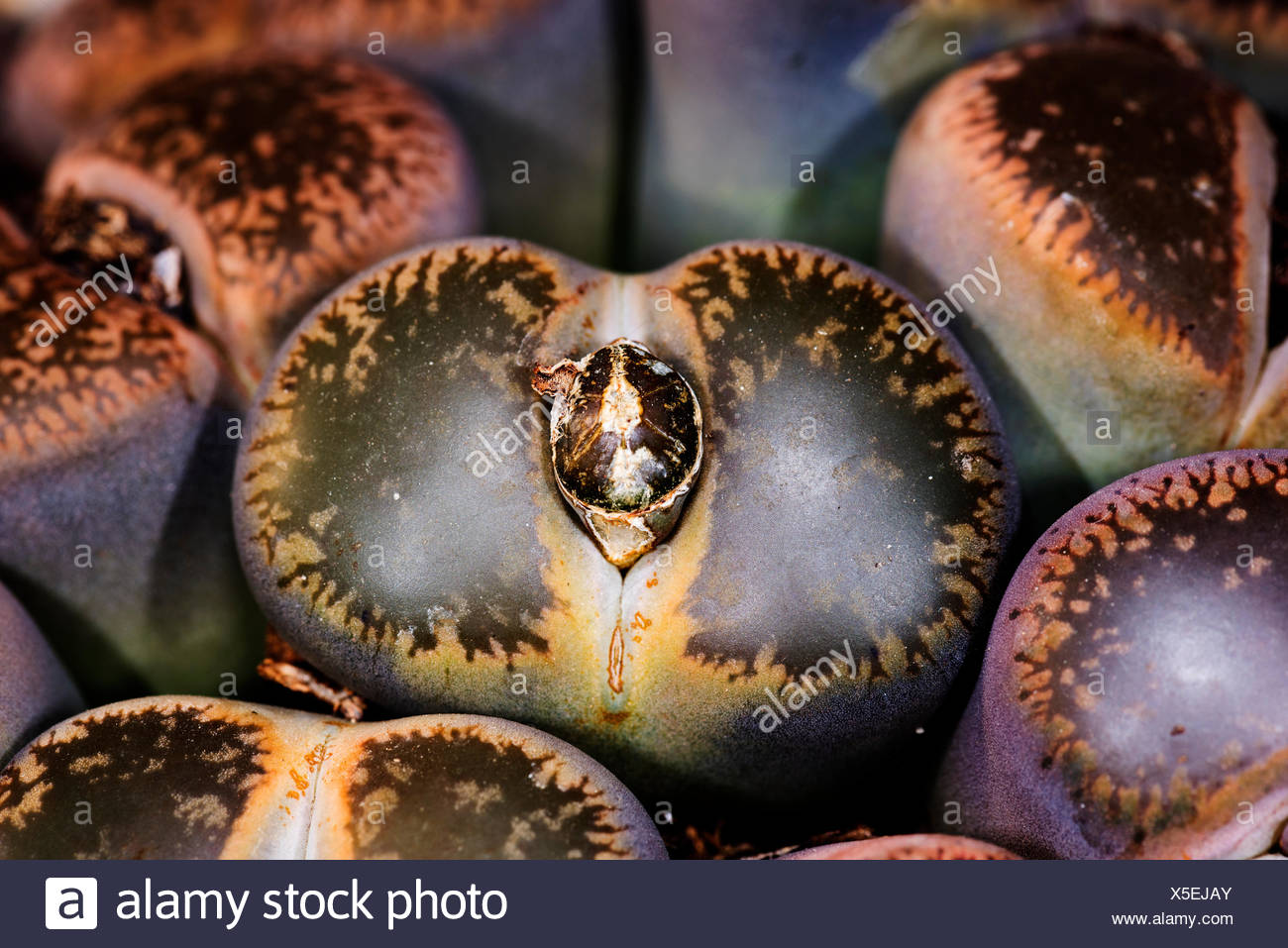 Living Stones High Resolution Stock Photography and Images - Alamy
