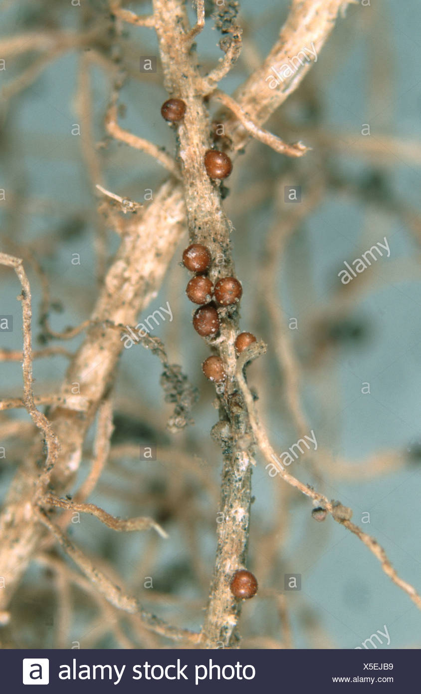 Diplogasteria High Resolution Stock Photography and Images - Alamy