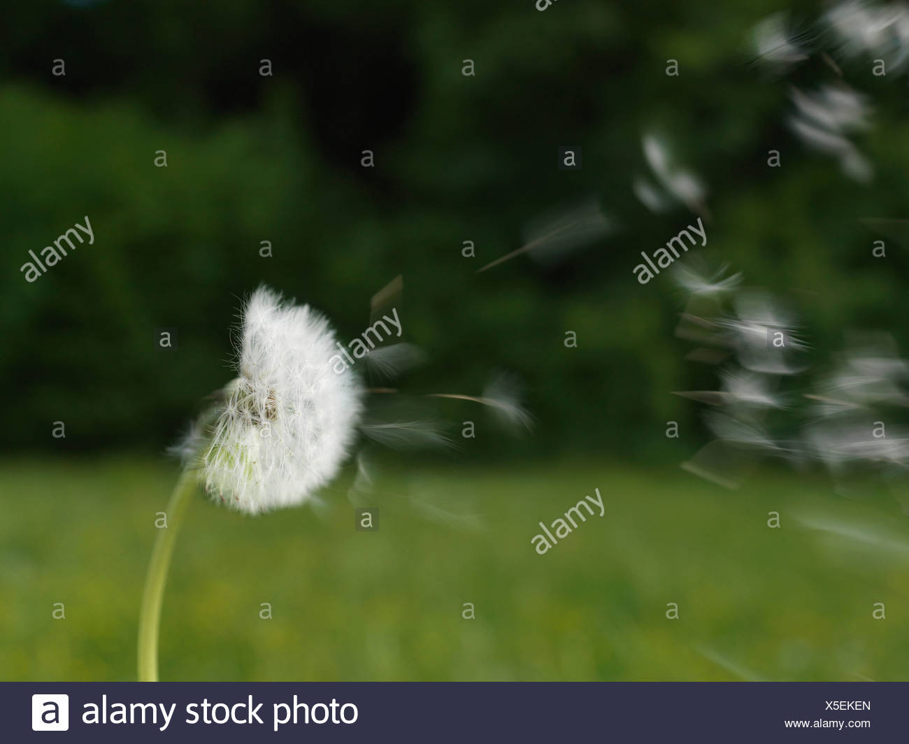 Wind Blowing High Resolution Stock Photography and Images - Alamy