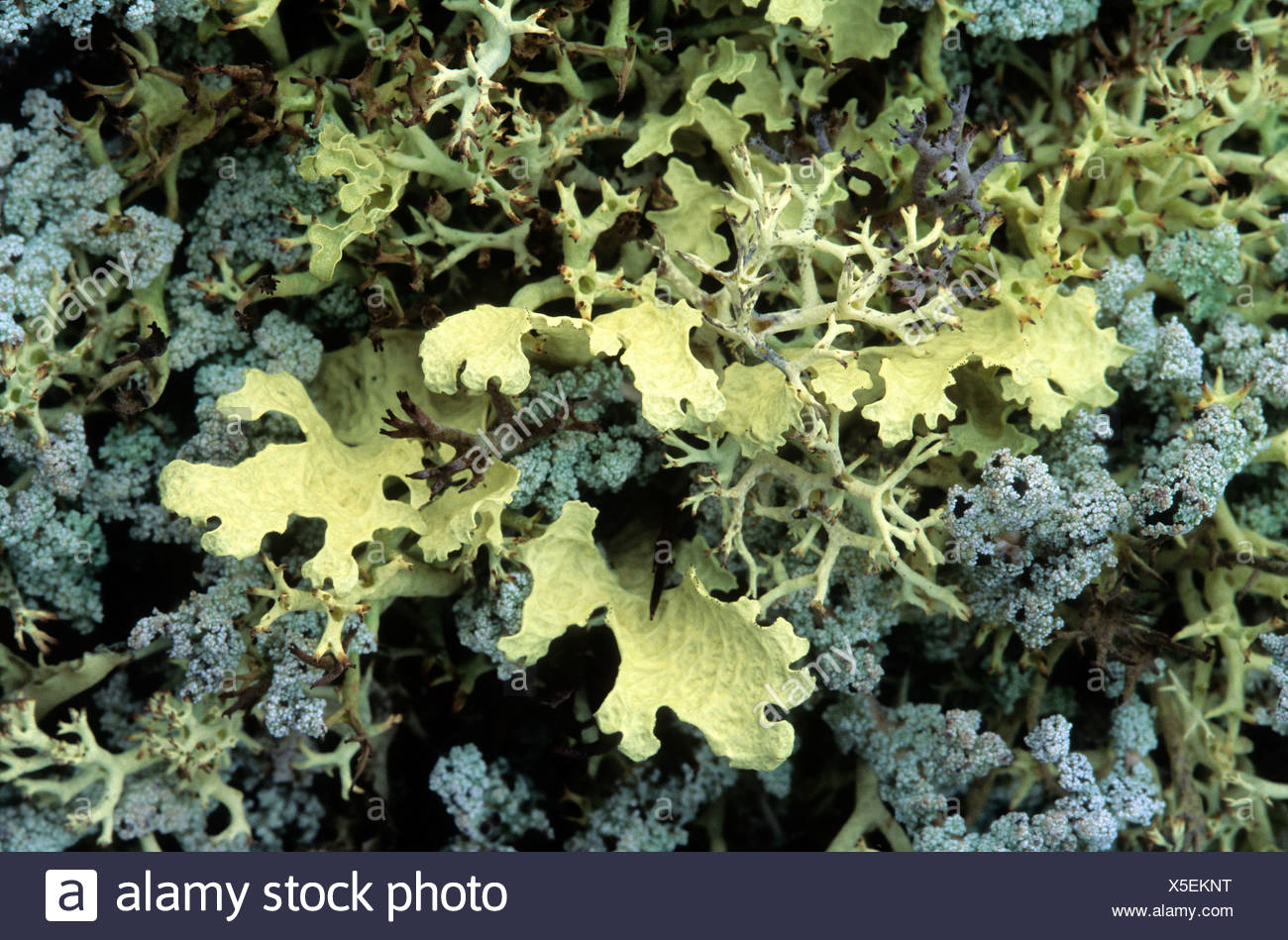 Arctic Lichens High Resolution Stock Photography and Images - Alamy