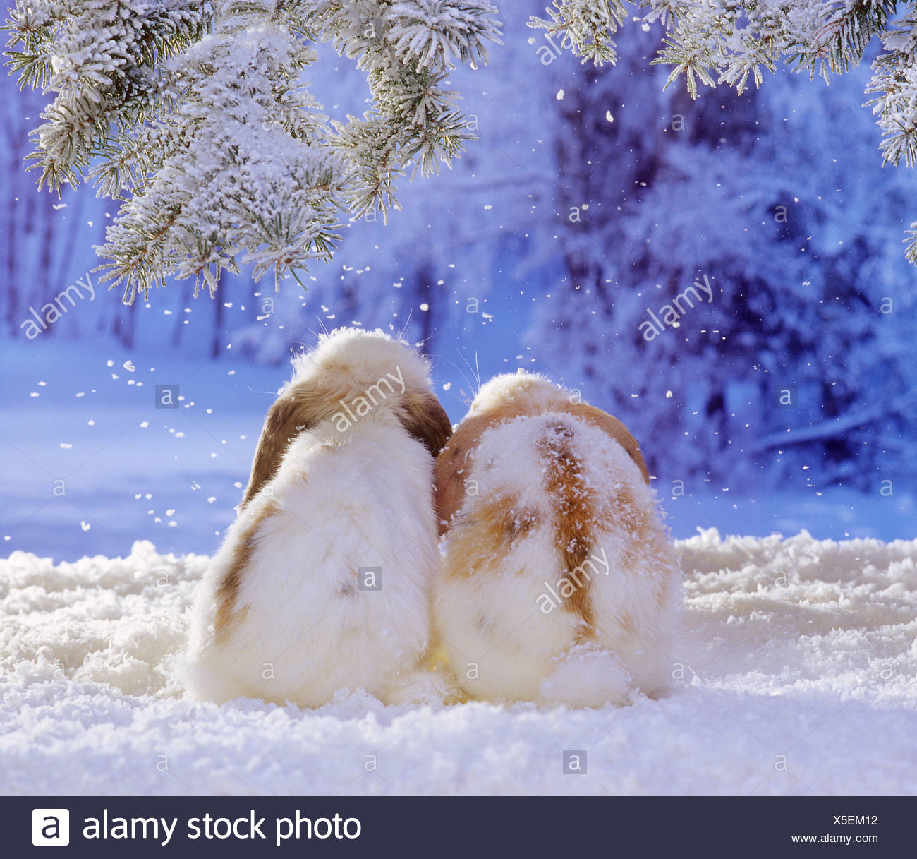 Pygmy Rabbits High Resolution Stock Photography and Images - Alamy