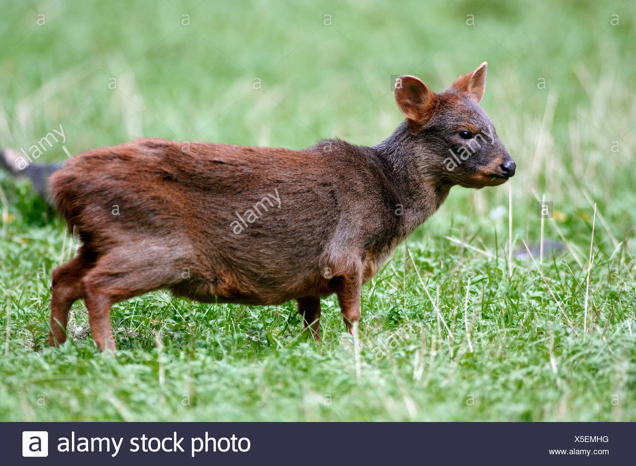Pudu Deer High Resolution Stock Photography and Images - Alamy