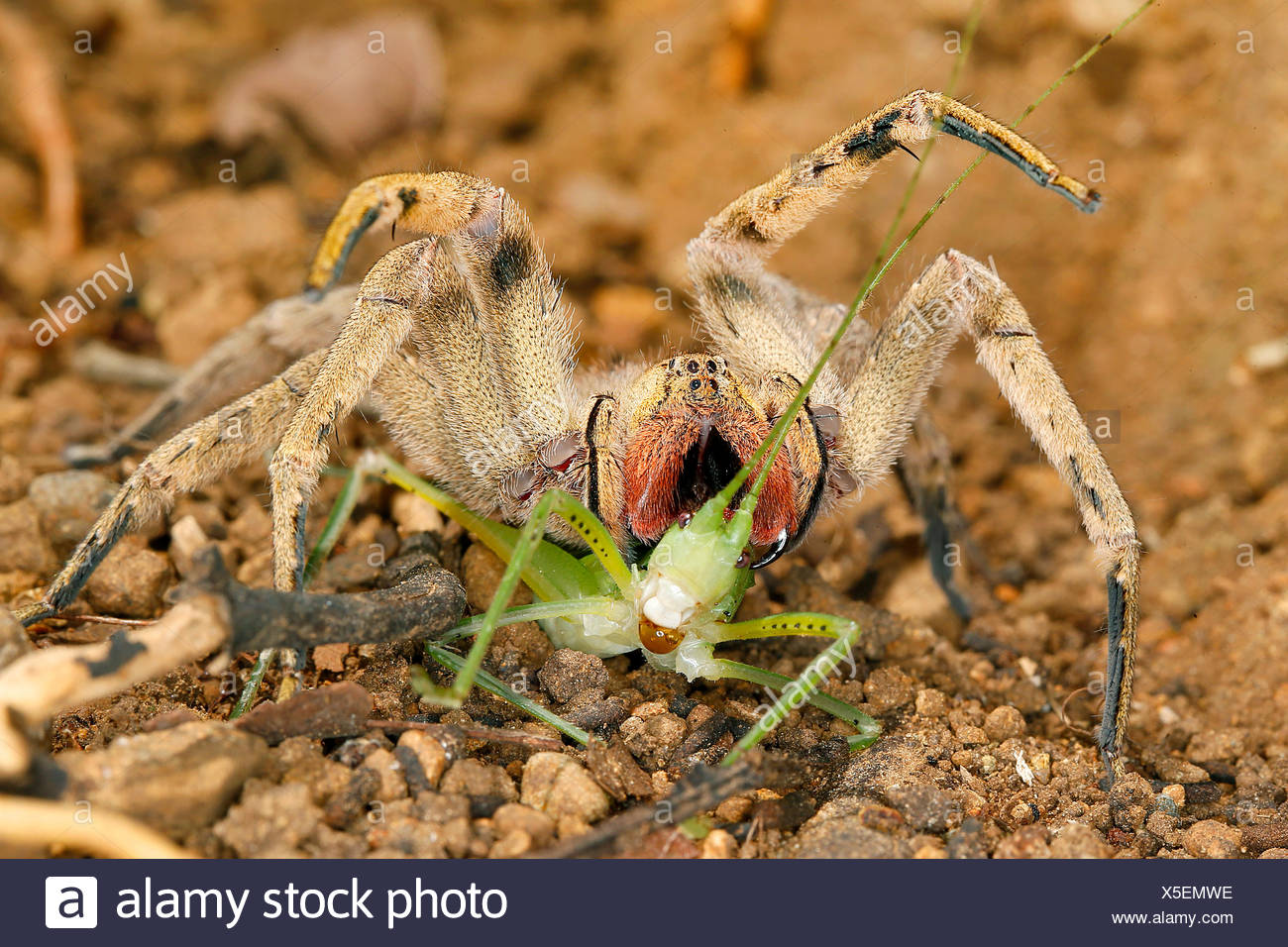 Brazilian Wandering Spiders High Resolution Stock Photography and ...