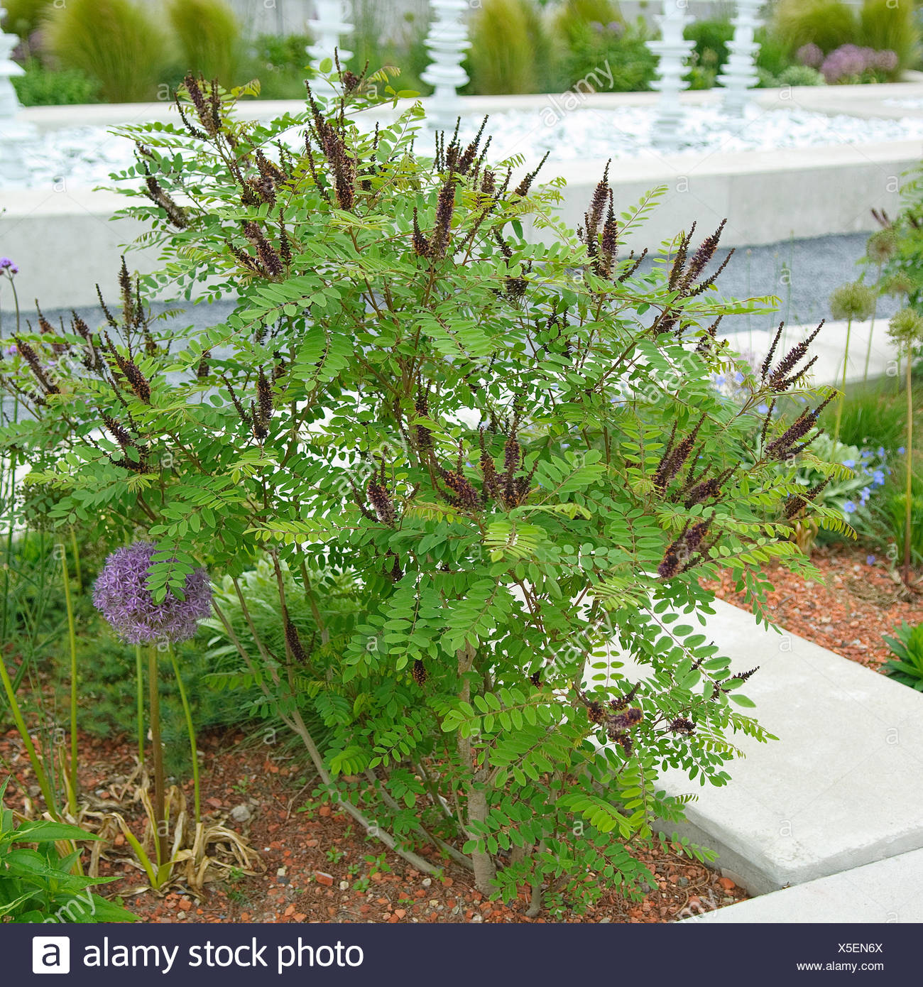 Amorpha Fruticosa High Resolution Stock Photography and Images - Alamy